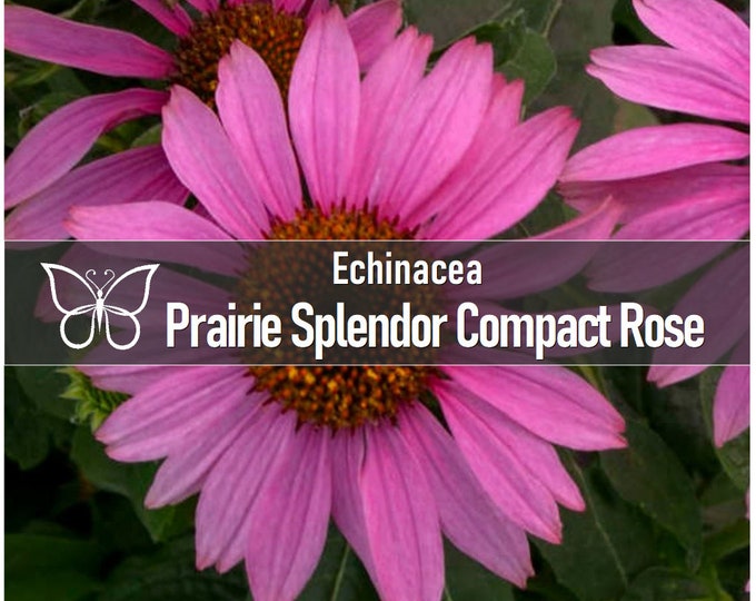 3 Prairie Splendor COMPACT ROSE Echinacea Coneflower Live Perennial ...