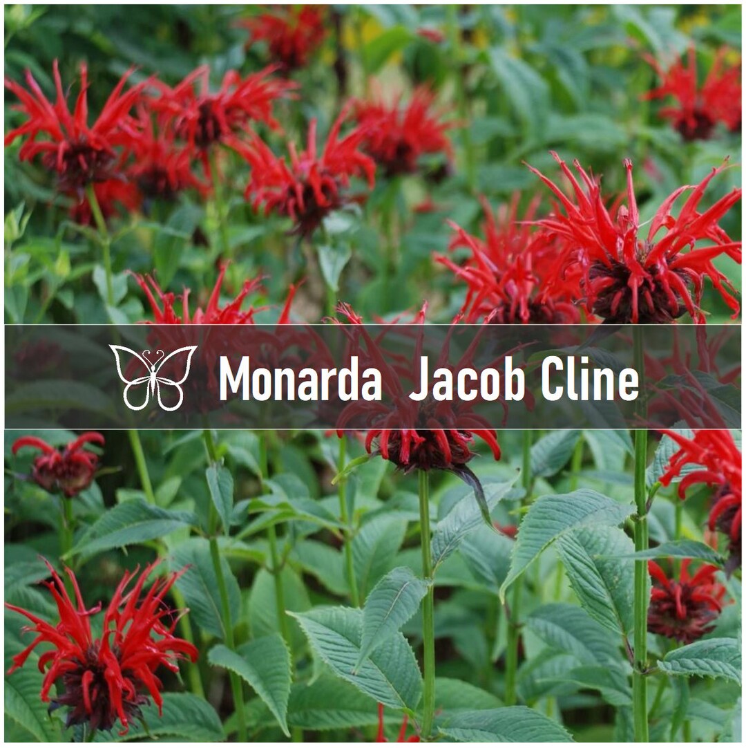 2 Scarlet RED JACOB CLINE Monarda Bee Balm Live Perennial Starter Plant ...