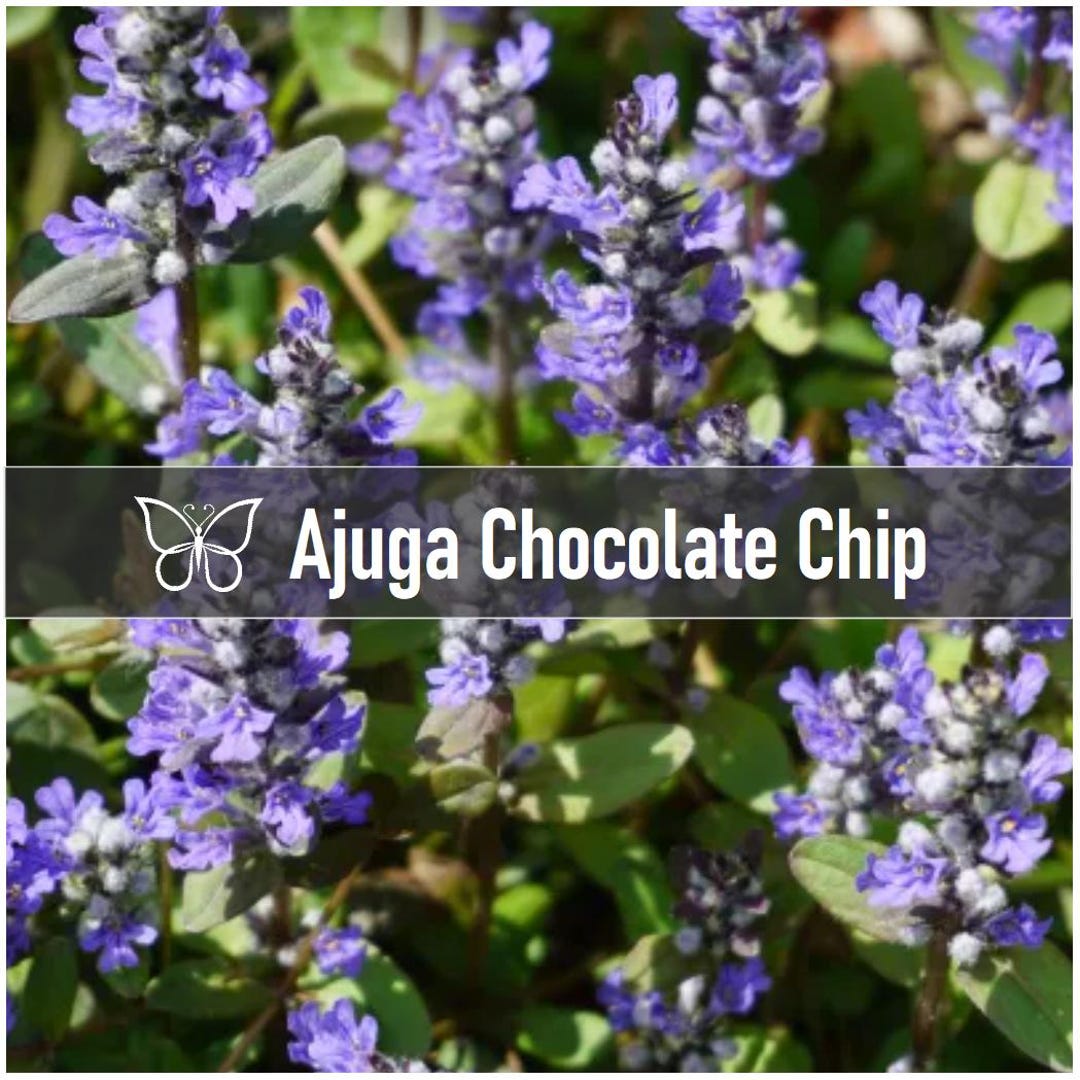 10 CHOCOLATE CHIP AJUGA Bugleweed Live Perennial Starter Plant Plugs - Etsy