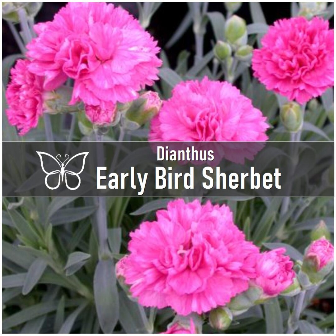 5 EARLY BIRD SHERBET Dianthus / Mini Carnation Perennial Live Starter ...