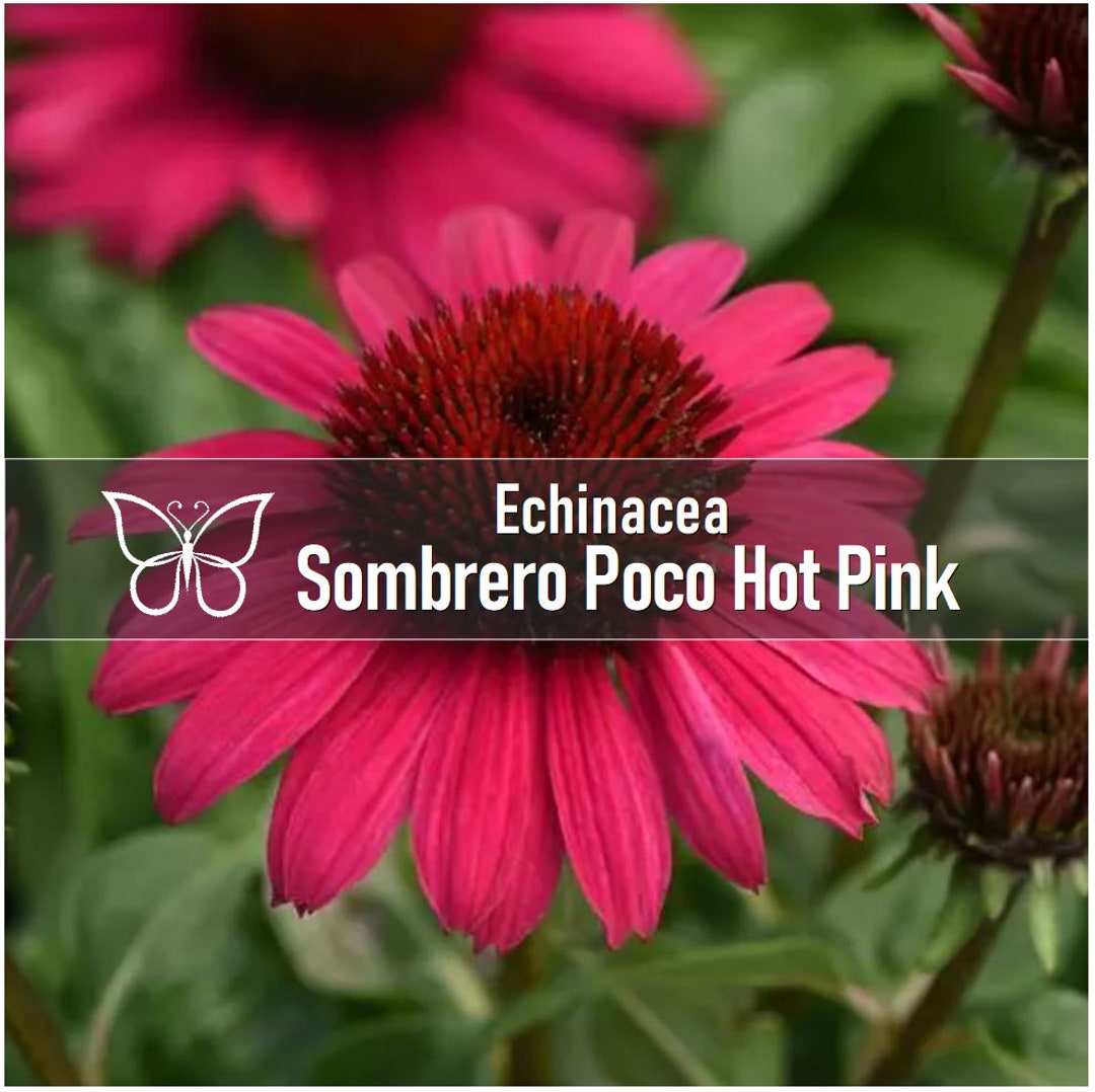 5 Sombrero POCO HOT PINK Echinacea Perennial Starter Plant Plugs Long ...