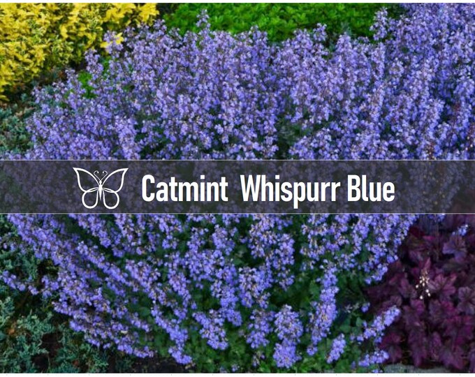 5 Nepeta WHISPURR BLUE CATMINT Faassenii Perennial Starter - Etsy