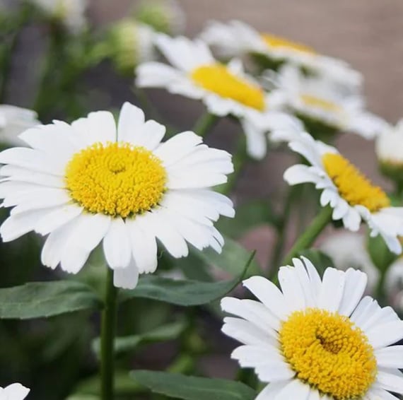 3 SNOW LADY Shasta DAISIES Leucanthemum Superbum Perennial - Etsy