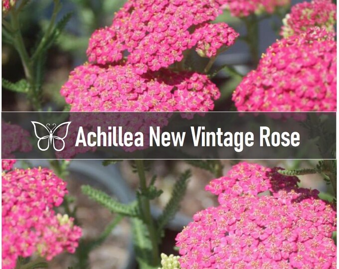 3 NEW VINTAGE ROSE Yarrow Achillea Live Perennial Starter Plant Plugs ...