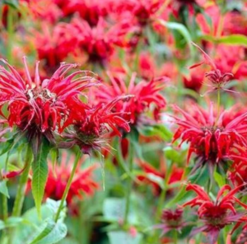 2 POCAHONTAS RED ROSE Monarda Bee Balm Perennial Starter Plant - Etsy