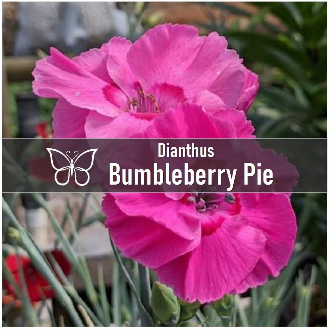 5 BUMBLEBERRY PIE Dianthus / Mini Carnation Live Perennial Starter ...