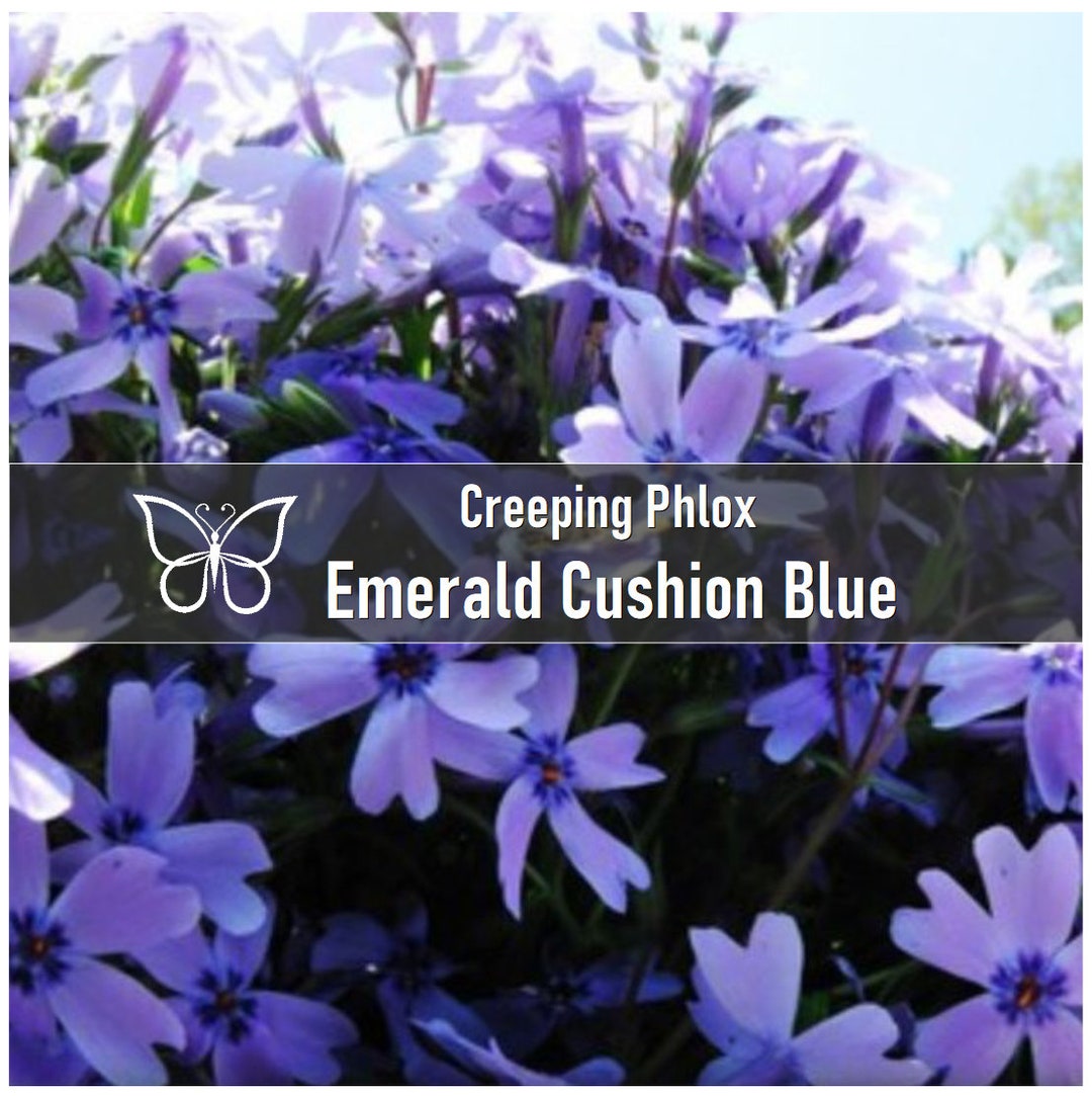 3 LAVENDER Creeping Phlox EMERALD CUSHION Blue Subulata Perennial Plant ...
