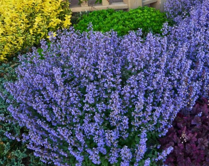 5 Nepeta WHISPURR BLUE CATMINT Faassenii Perennial Starter - Etsy