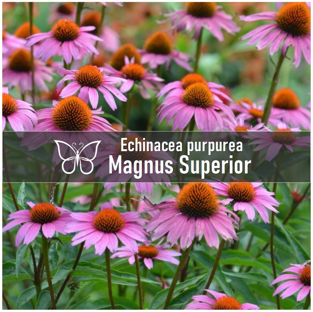 5 Echinacea MAGNUS SUPERIOR Coneflower Live Perennial Starter Plant ...