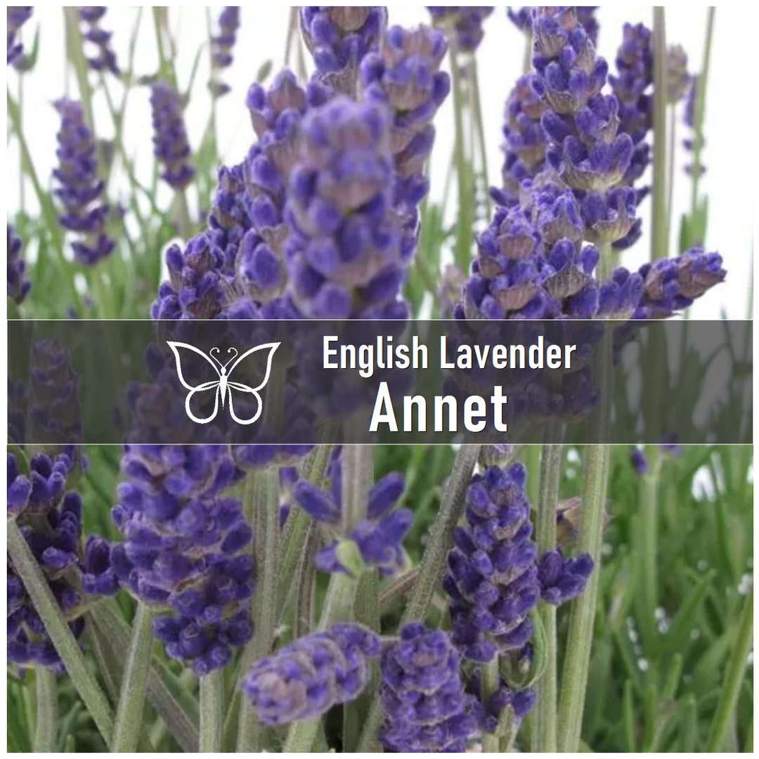 3 English LAVENDER ANNET Live Perennial Starter Plant Plugs Dried ...