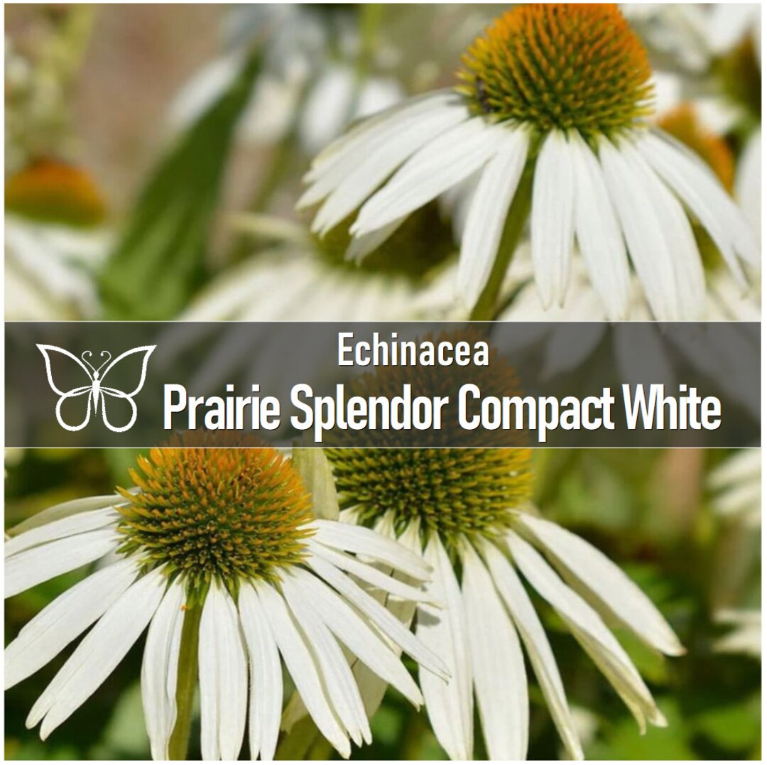 5 Prairie Splendor COMPACT WHITE Coneflower Echinacea Live Perennial ...