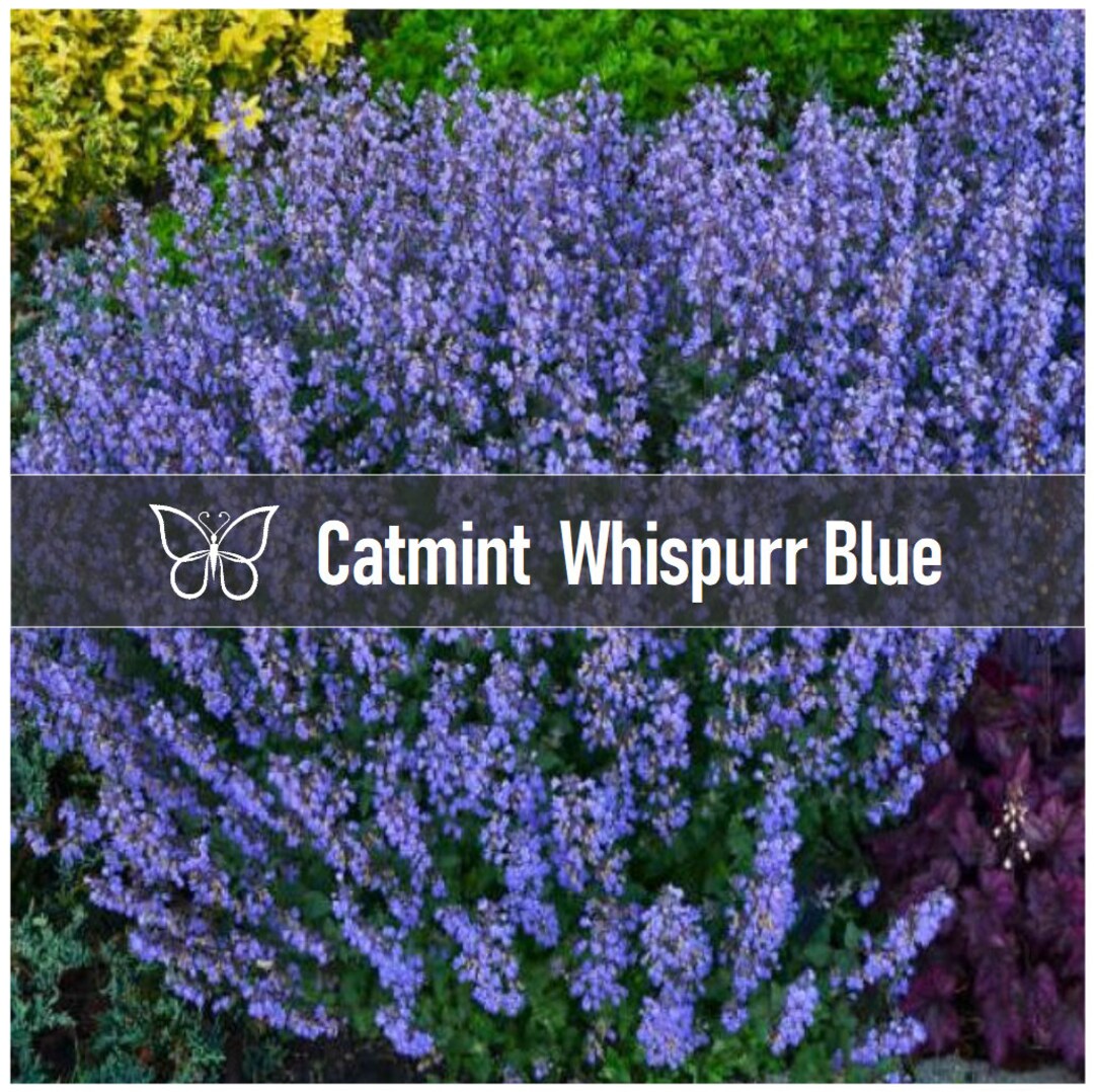 3 Nepeta WHISPURR BLUE CATMINT Faassenii Live Perennial Starter Plant ...