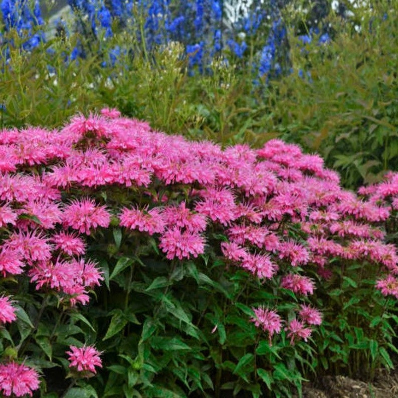 5 BUBBLEGUM BLAST MONARDA Sugar Buzz Pink Bee Balm Perennial - Etsy België