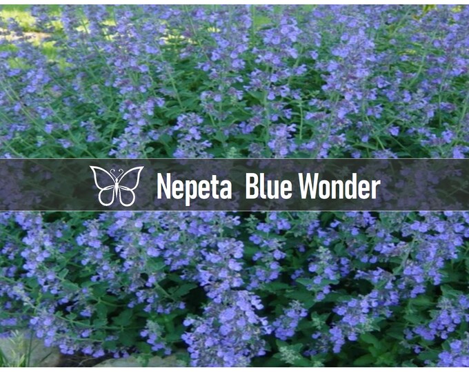 3 Nepeta BLUE WONDER CATMINT Faassenii Perennial Starter Plant - Etsy