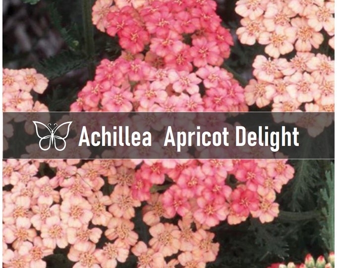 3 Achillea APRICOT DELIGHT Tutti Frutti Yarrow Live Perennial Starter ...