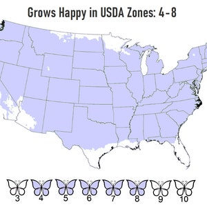 3 Heuchera FRILLY Perennial Coral Bells Starter Plant Plugs - Etsy