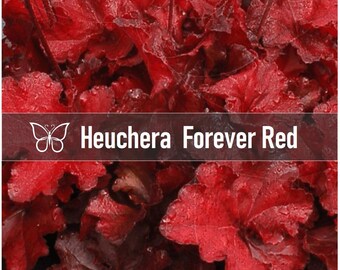 3 Heuchera FRILLY Perennial Coral Bells Starter Plant Plugs - Etsy