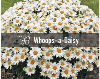Shasta Daisy Alaska leucanthemum X Superbum - Etsy