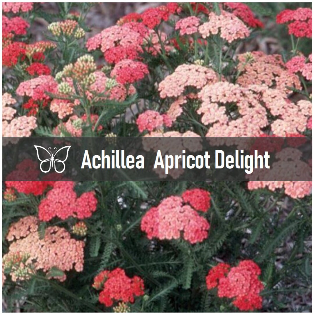 2 Achillea APRICOT DELIGHT Tutti Frutti Yarrow Perennial Starter Plant ...
