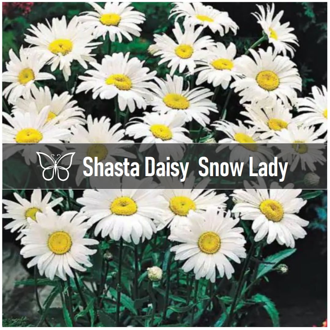 5 SNOW LADY Shasta DAISIES Leucanthemum Superbum Live Perennial Starter ...