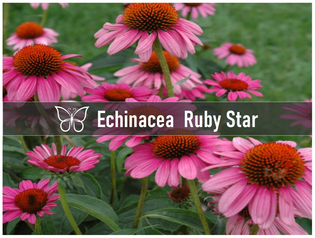 3 Echinacea RUBY STAR Purpurea Coneflower Starter Plant Plugs - Etsy