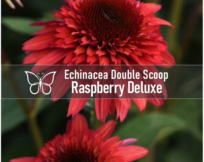 3 Double Scoop RASPBERRY DELUXE Echinacea Live Perennial Starter Plant ...