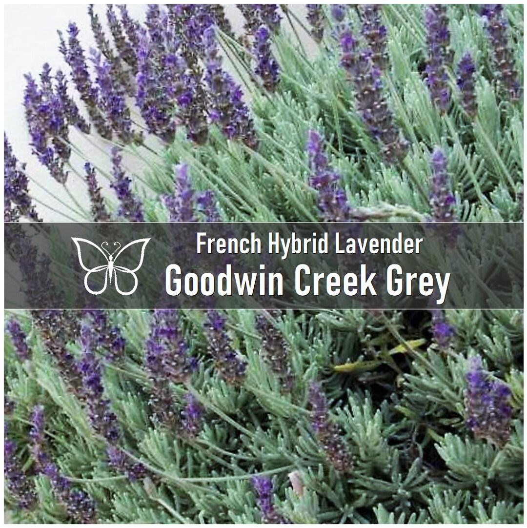 10 Lavender GOODWIN CREEK GREY French Hybrid Live Perennial Starter ...