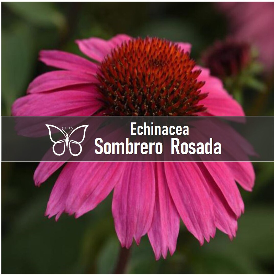 2 Echinacea SOMBRERO ROSADA Live Perennial Starter Plant Plugs - Etsy