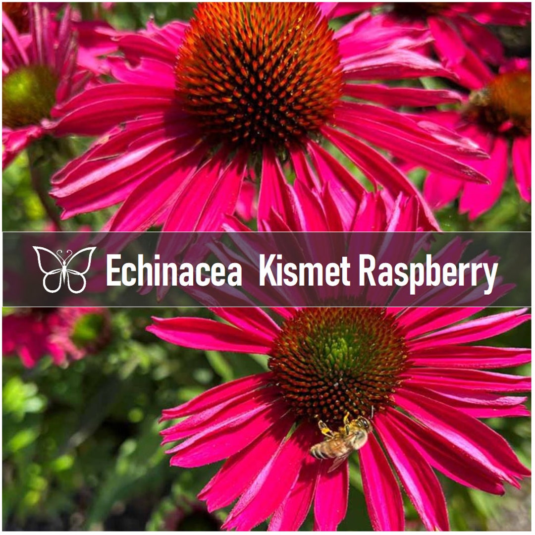 3 KISMET RASPBERRY Echinacea Perennial Starter Plant Plugs Long ...