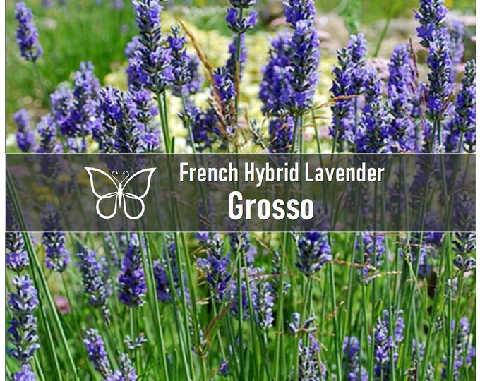 10 LAVENDER GROSSO French Hybrid Live Perennial Starter Plant Plugs - Etsy
