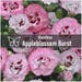 5 KISS and TELL Dianthus / Mini Carnation Live Perennial Live Starter ...