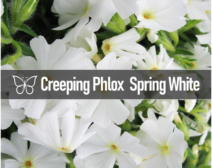 5 SPRING WHITE Creeping Phlox Subulata Live Perennial Starter Plant ...