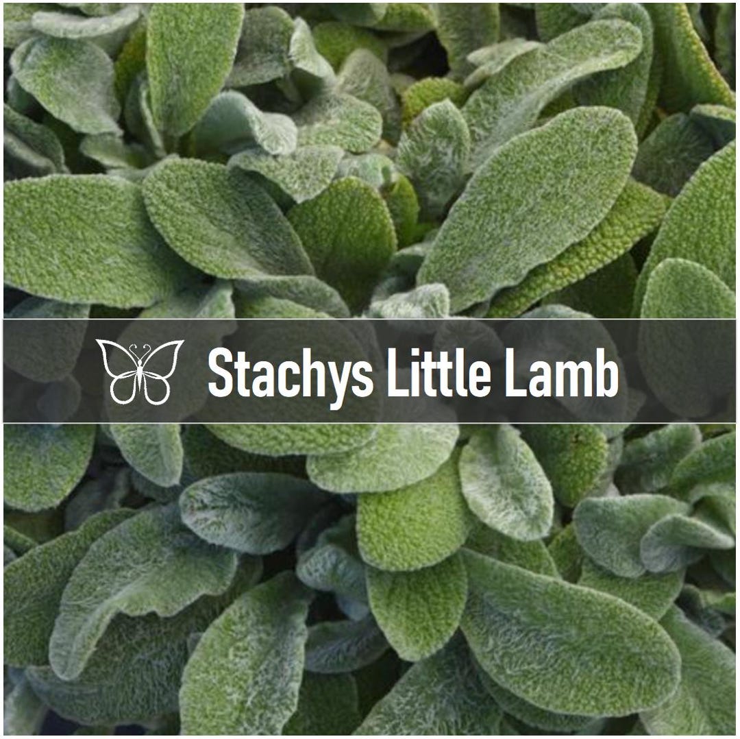 5 LITTLE LAMB Lambs Ear Stachys Byzantina Live Perennial Starter Plant ...