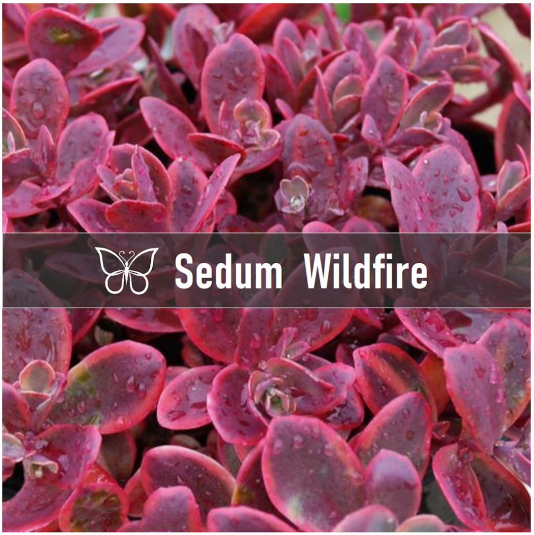 5 WILDFIRE SEDUM Sunsparkler Hardy Stonecrop Perennial Succulent ...