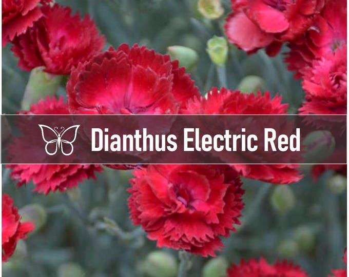 5 ELECTRIC RED Dianthus / Mini Carnation Live Perennial Starter Plant ...