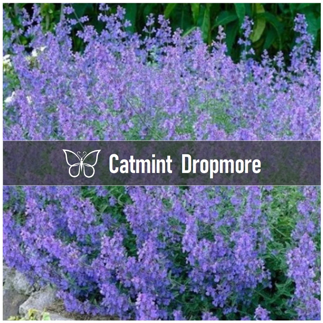 5 Nepeta DROPMORE CATMINT Faassenii Perennial Starter Plant Plugs - Etsy