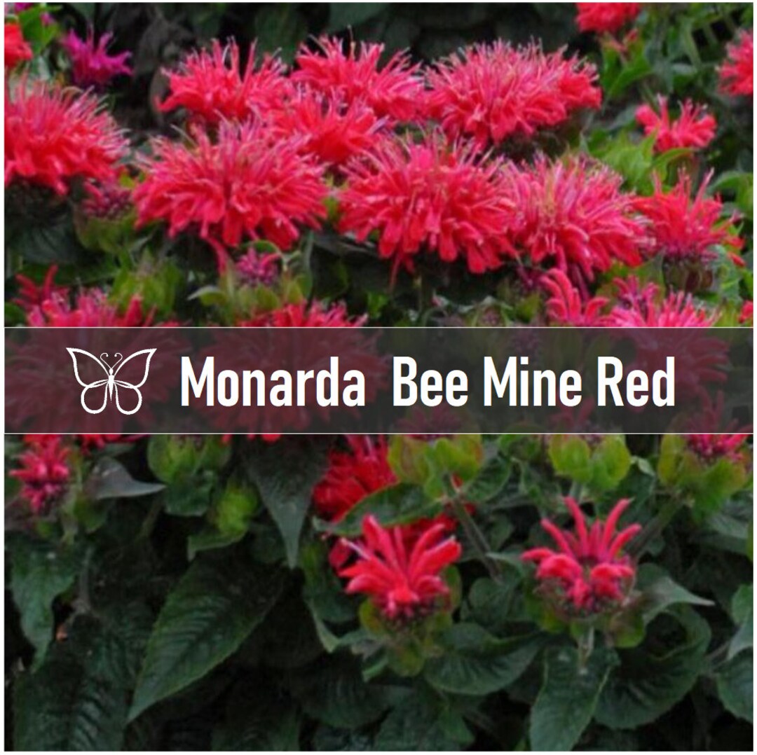 3 BEE MINE RED Monarda Bee Balm Live Perennial Starter Plant Plugs - Etsy