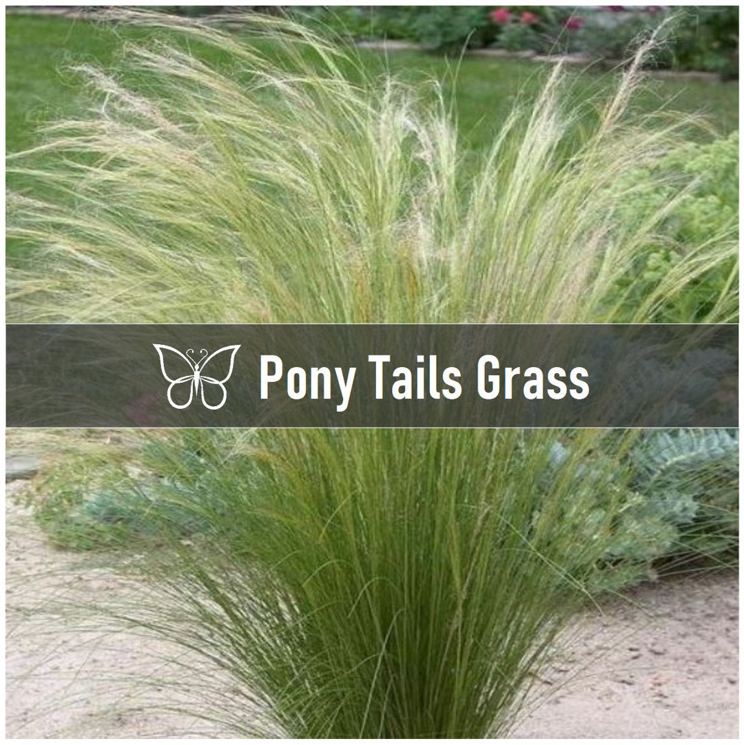 3 PONY TAILS GRASS Perennial Ornamental Mexican Feather Stipa ...