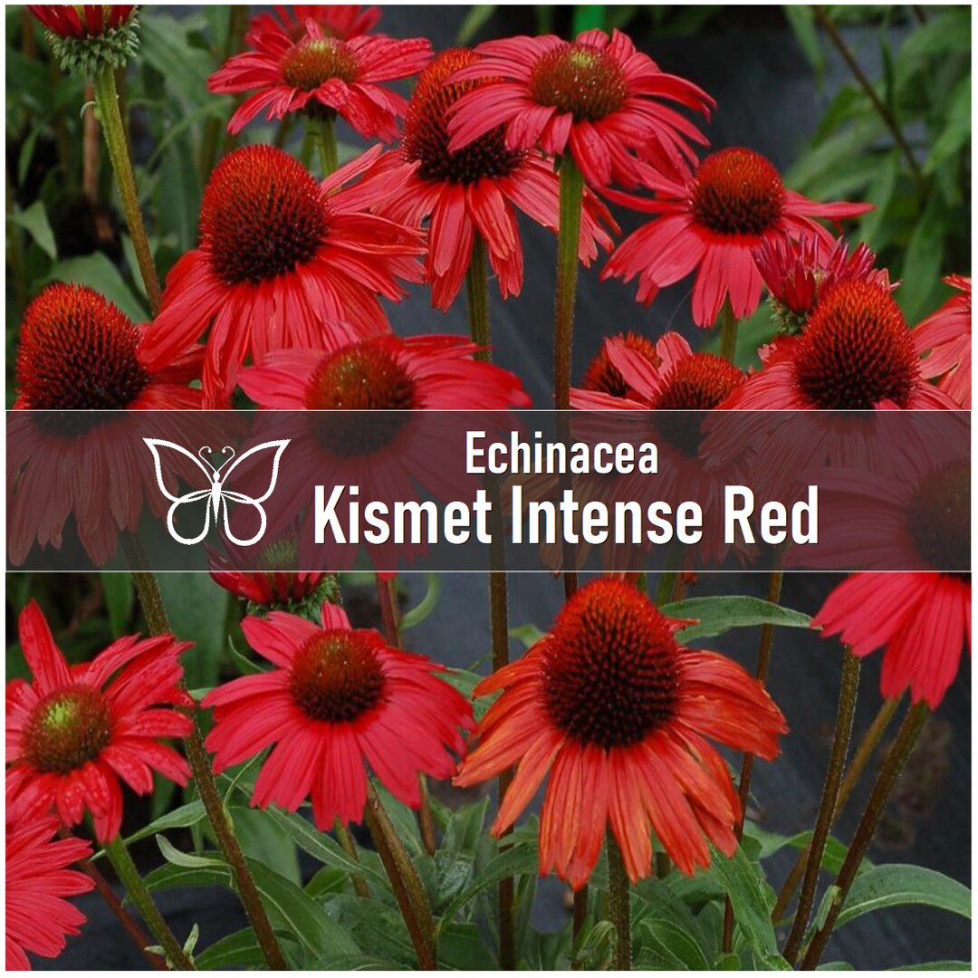 3 KISMET INTENSE RED Echinacea Perennial Starter Plant Plugs Long ...