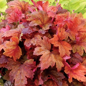 2 Heucherella SWEET TEA Perennial Foamy Bells Starter Plant - Etsy