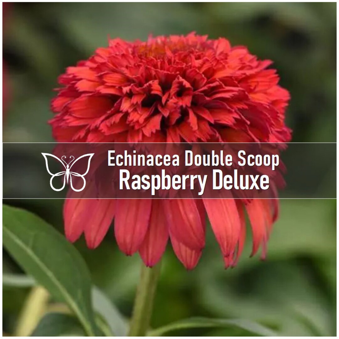 2 Double Scoop RASPBERRY DELUXE Echinacea Live Perennial Starter Plant ...