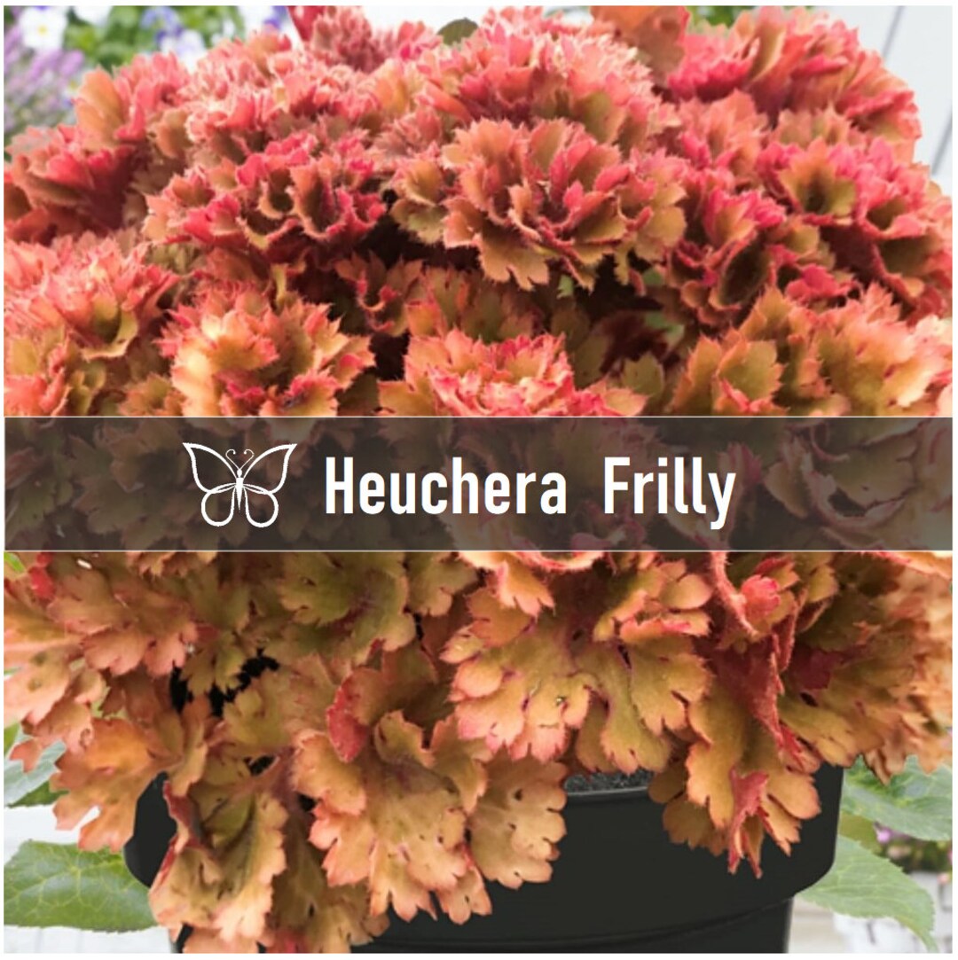 3 Heuchera FRILLY Perennial Coral Bells Starter Plant Plugs - Etsy
