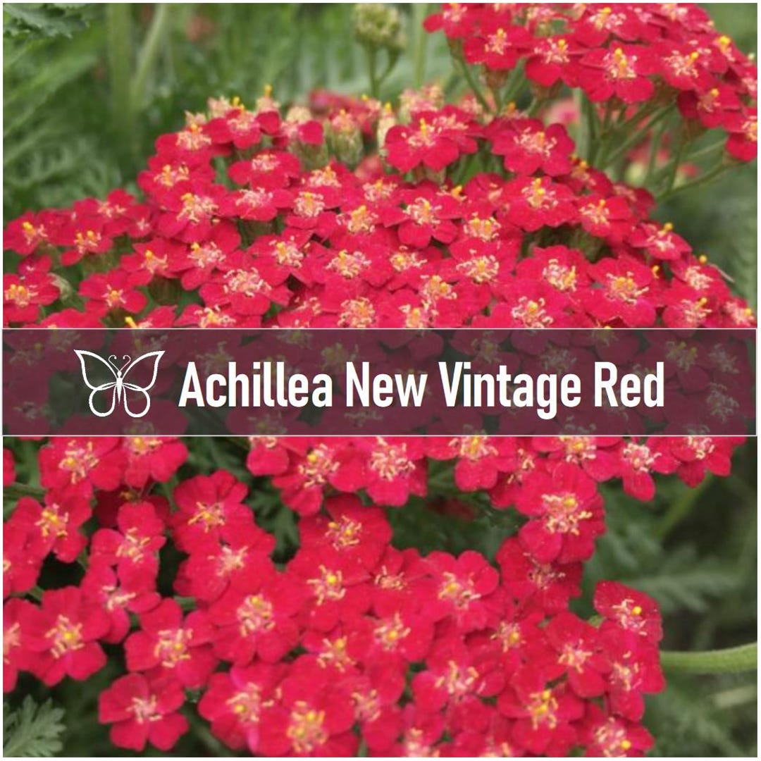 2 Achillea NEW VINTAGE RED Yarrow Live Perennial Starter Plant Plugs - Etsy
