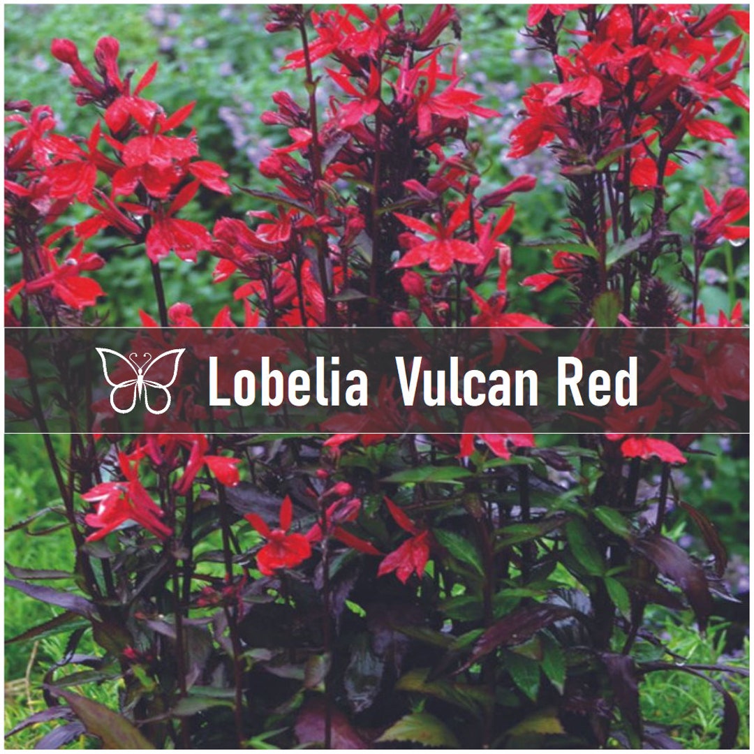 5 Lobelia VULCAN RED Cardinal Flower Live Perennial Starter Plant Plugs ...