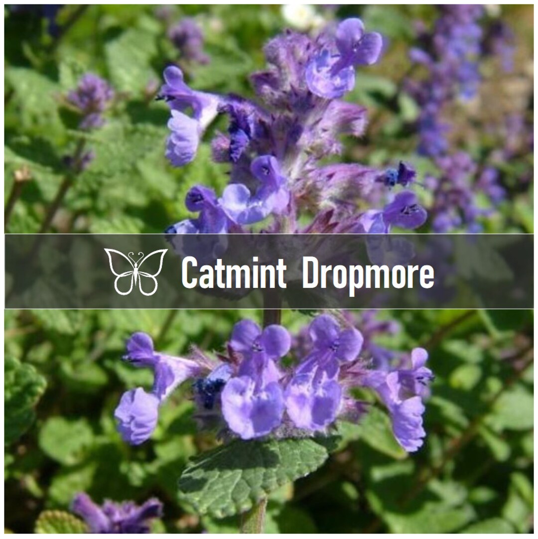 10 Nepeta DROPMORE CATMINT Faassenii Live Perennial Starter Plant Plugs ...