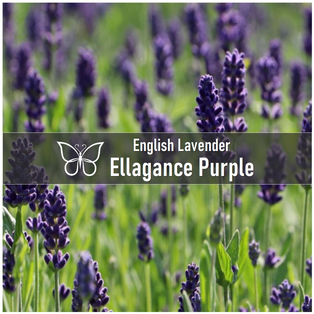 3 English LAVENDER ELLAGANCE PURPLE Perennial Starter Plant Plugs Dried ...