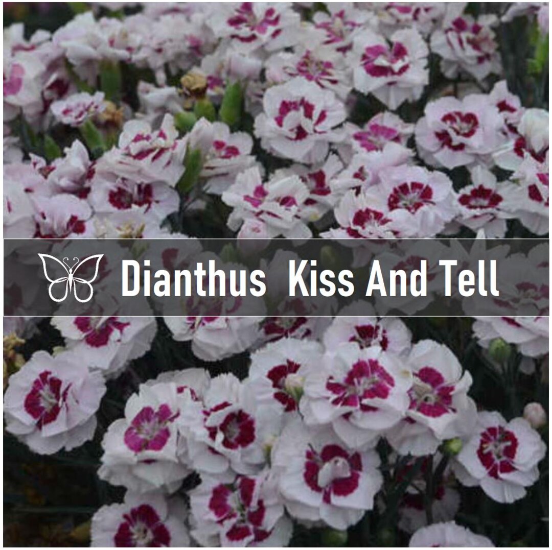 3 KISS and TELL Dianthus / Mini Carnation Live Perennial Live Starter ...