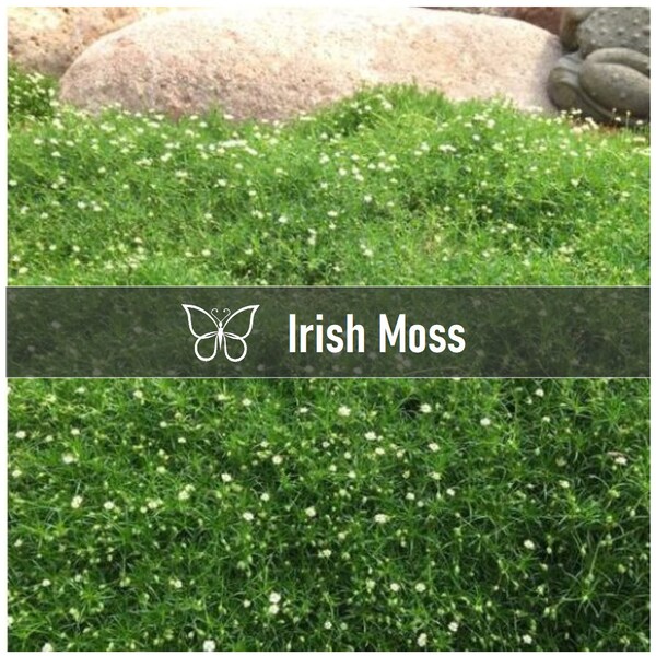 Scotch Moss Seeds - Etsy