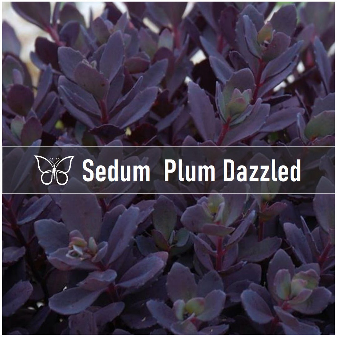 3 PLUM DAZZLED SEDUM Sunsparkler Hardy Stonecrop Perennial Succulent ...