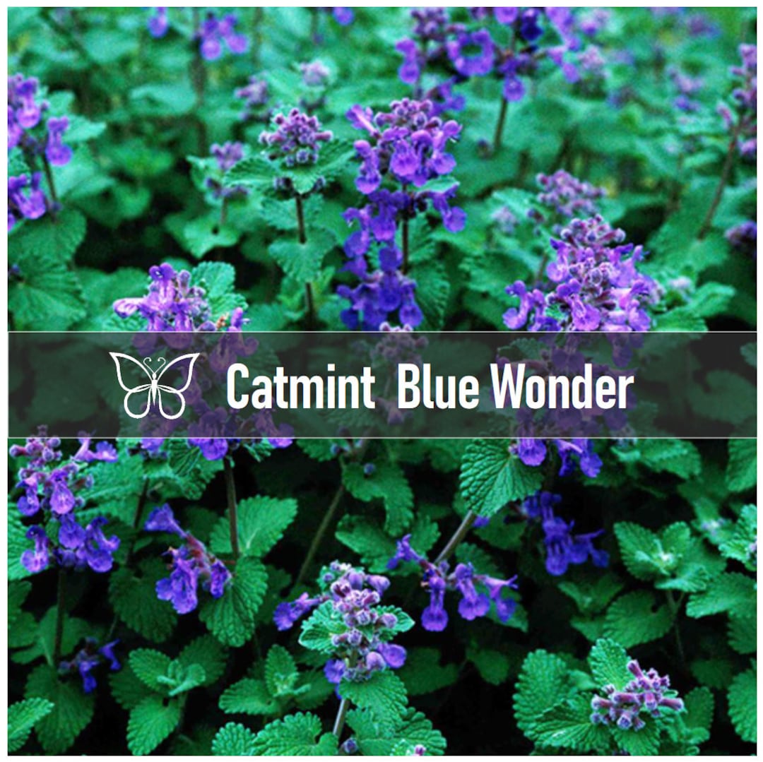 10 BLUE WONDER CATMINT Nepeta Faassenii Live Perennial Starter Plant ...